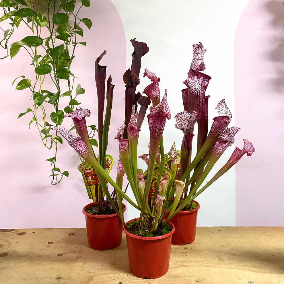 Premium Purple Carnivorous Fly Eater – Green Envy Indoor Plants