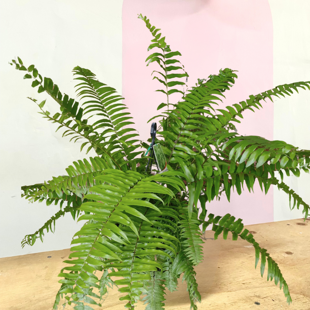 Macho Fern – Green Envy Indoor Plants