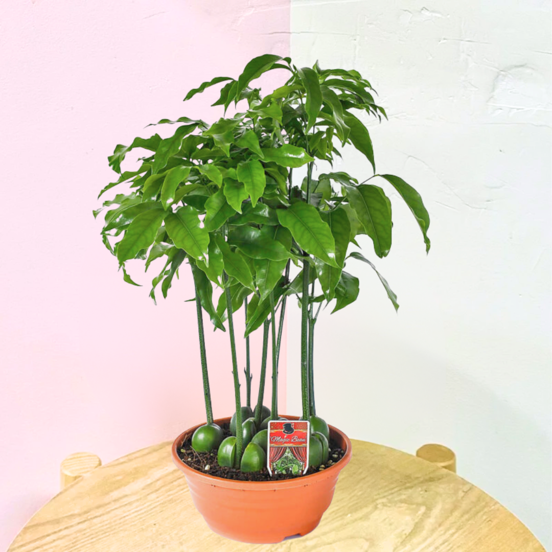 Magic Bean Plant – Unique Indoor Plant for Easy Care | Green Envy ...