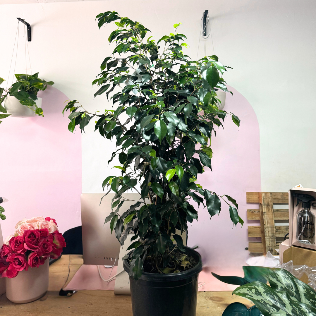 Ficus Benjamina 'Midnight Beauty' – Elegant Indoor Tree, 30cm Pot ...